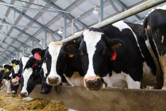 Dairy outlook 2026: Higher milk production and stronger prices
